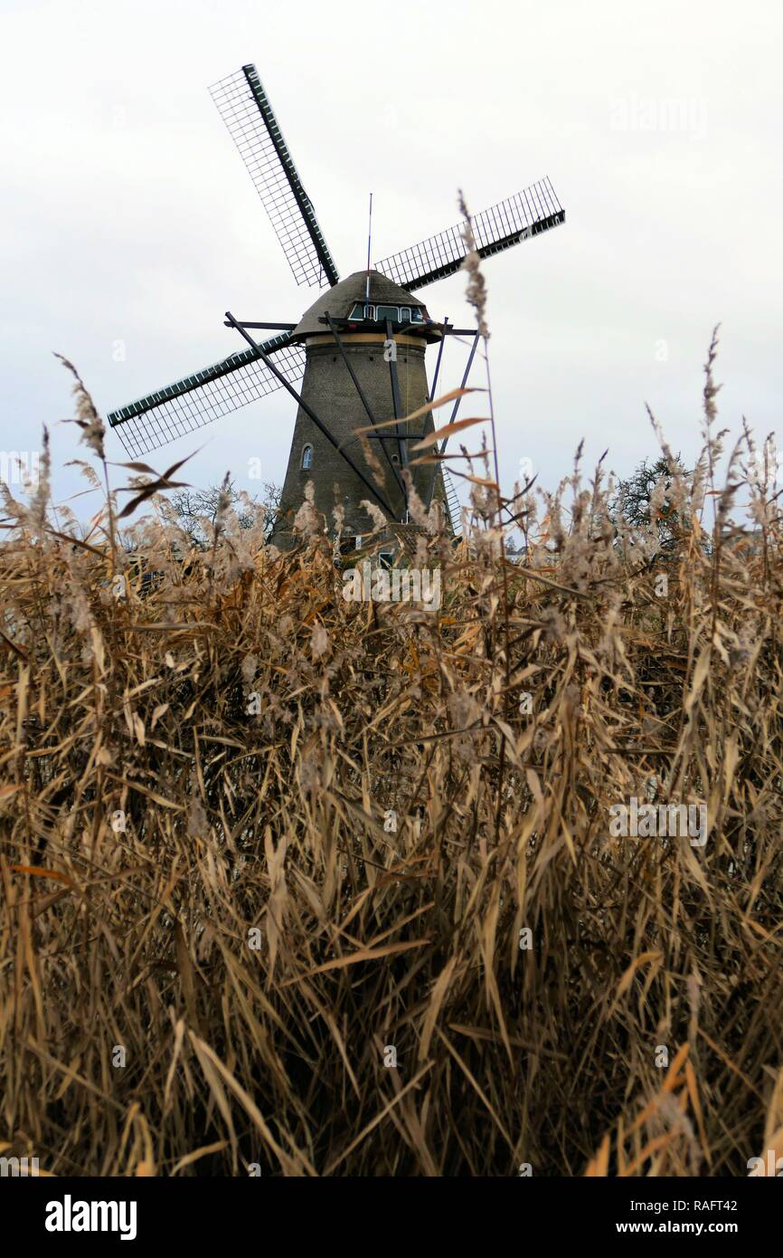 Windmill Through the Reeds Stock Photo - Alamy