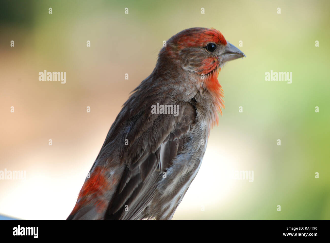 House finches feathers hi-res stock photography and images - Alamy