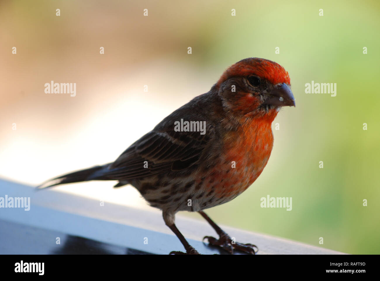 A true finch hi-res stock photography and images - Alamy