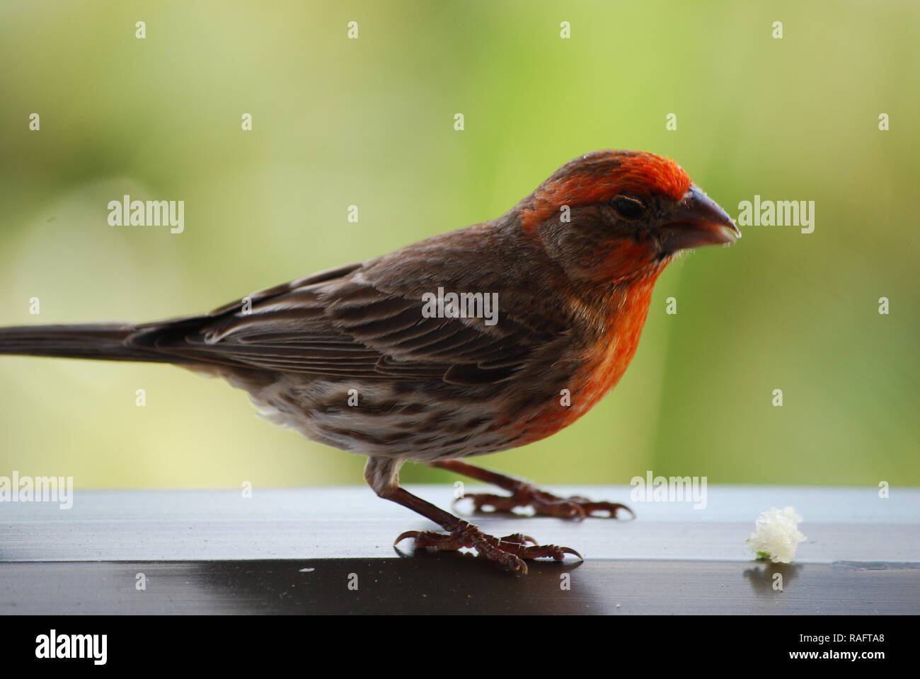 Cute red headed house finch standing on a railing with crumbs Stock ...