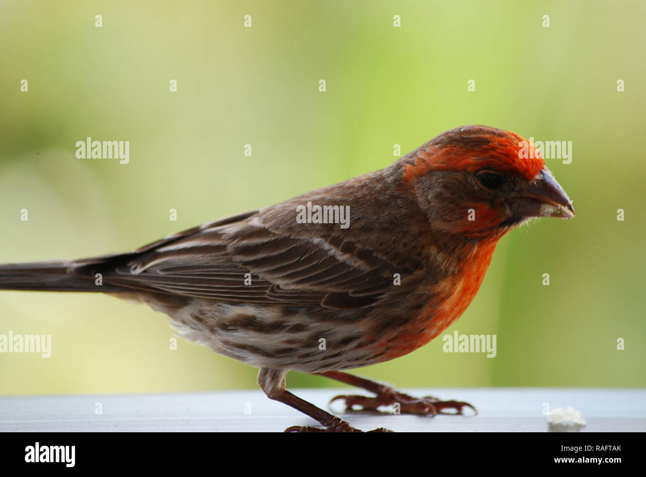 Hawaii eating house hi-res stock photography and images - Alamy