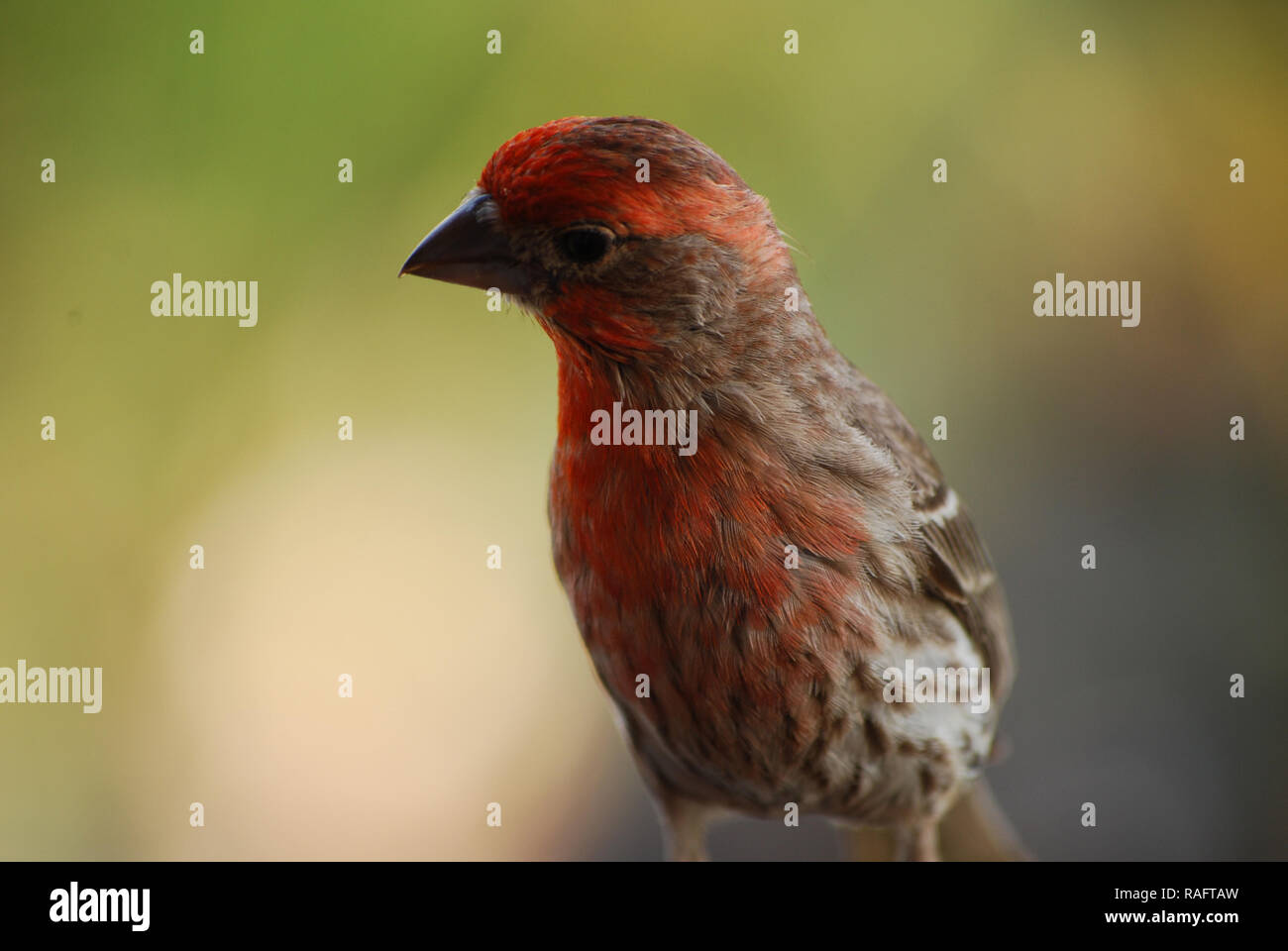 Amazing up close look at a house finch in Hawaii Stock Photo - Alamy