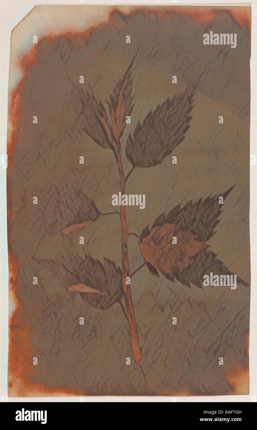 Botanical Specimen, William Henry Fox Talbot (English, 1800 - 1877 ...