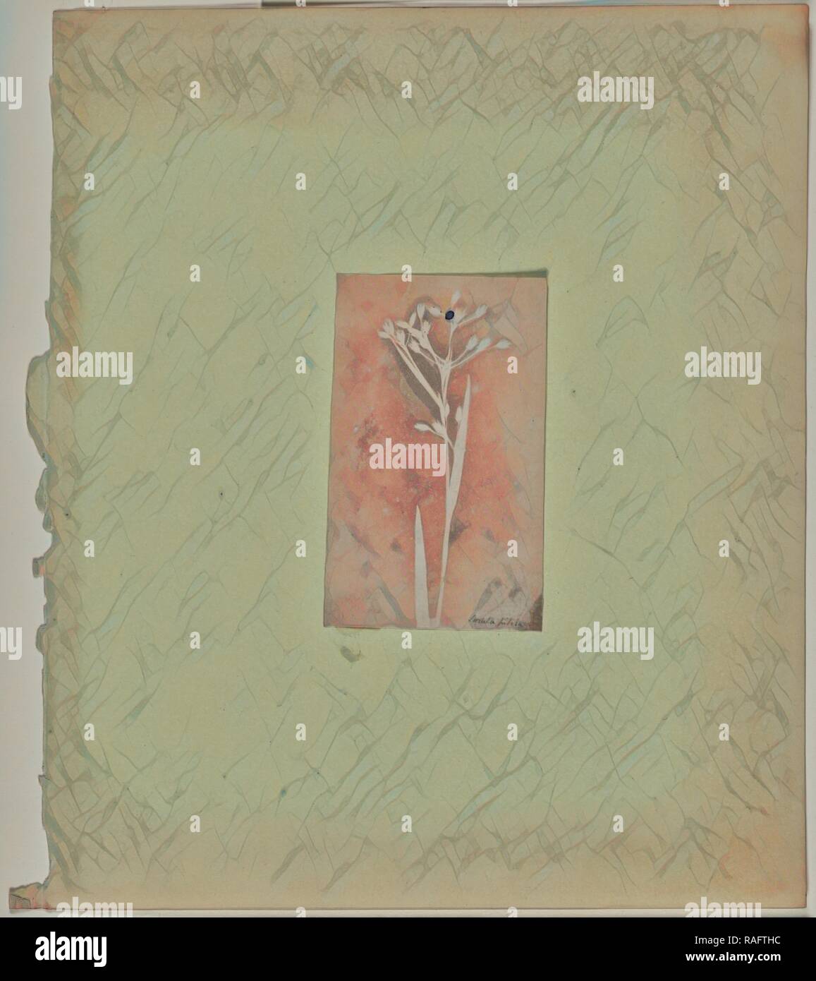 Luzula Pilosa, Attributed to William Henry Fox Talbot (English, 1800 ...