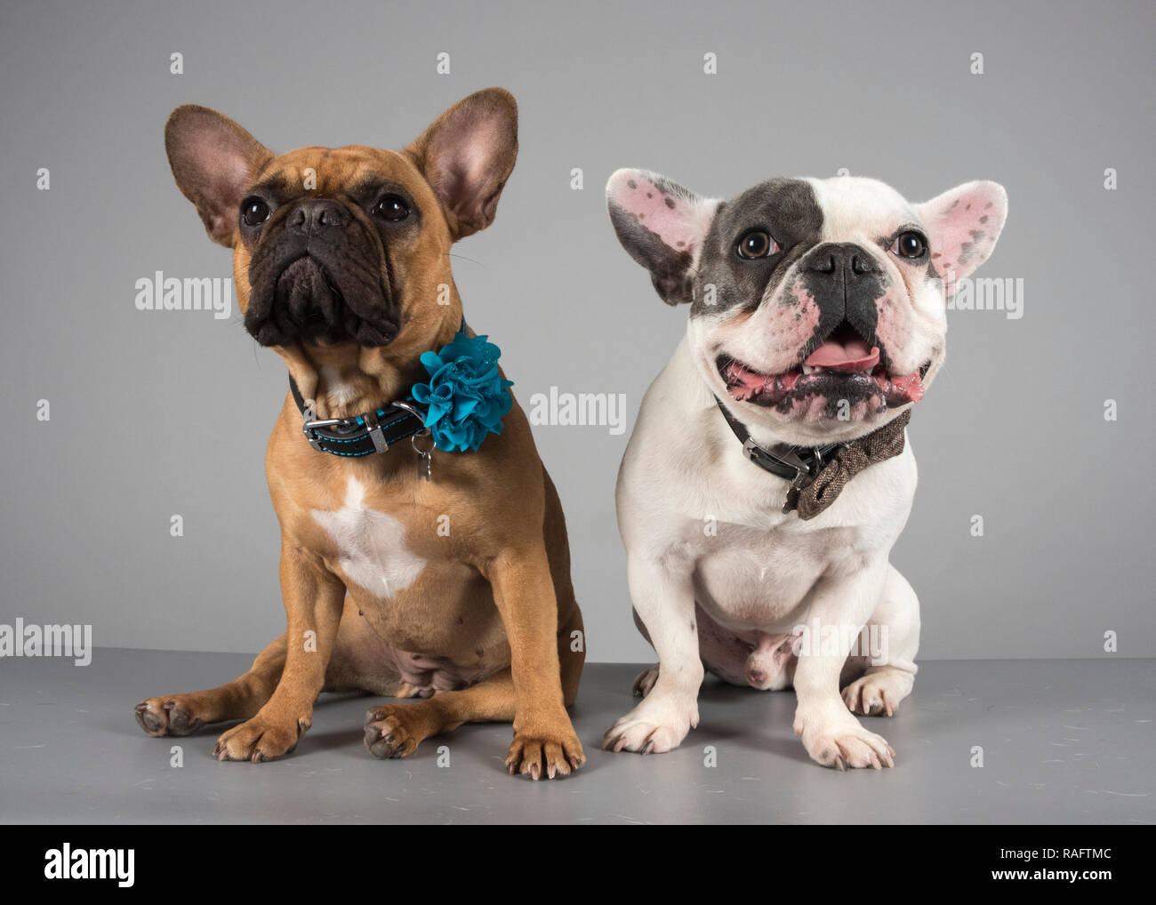 French Bulldogs. Double trouble! UK doggy friends Stock Photo - Alamy