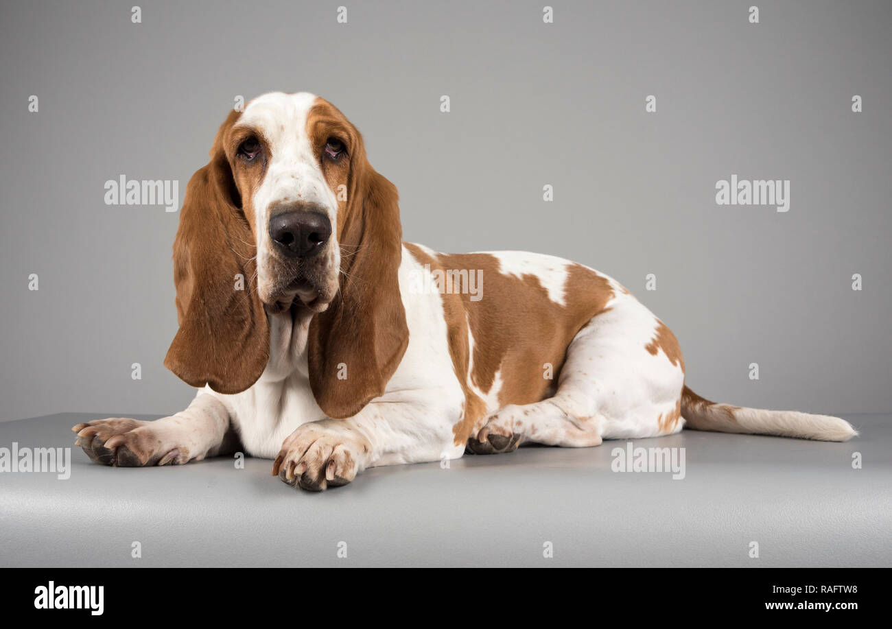 Dog chilling out, UK Stock Photo - Alamy