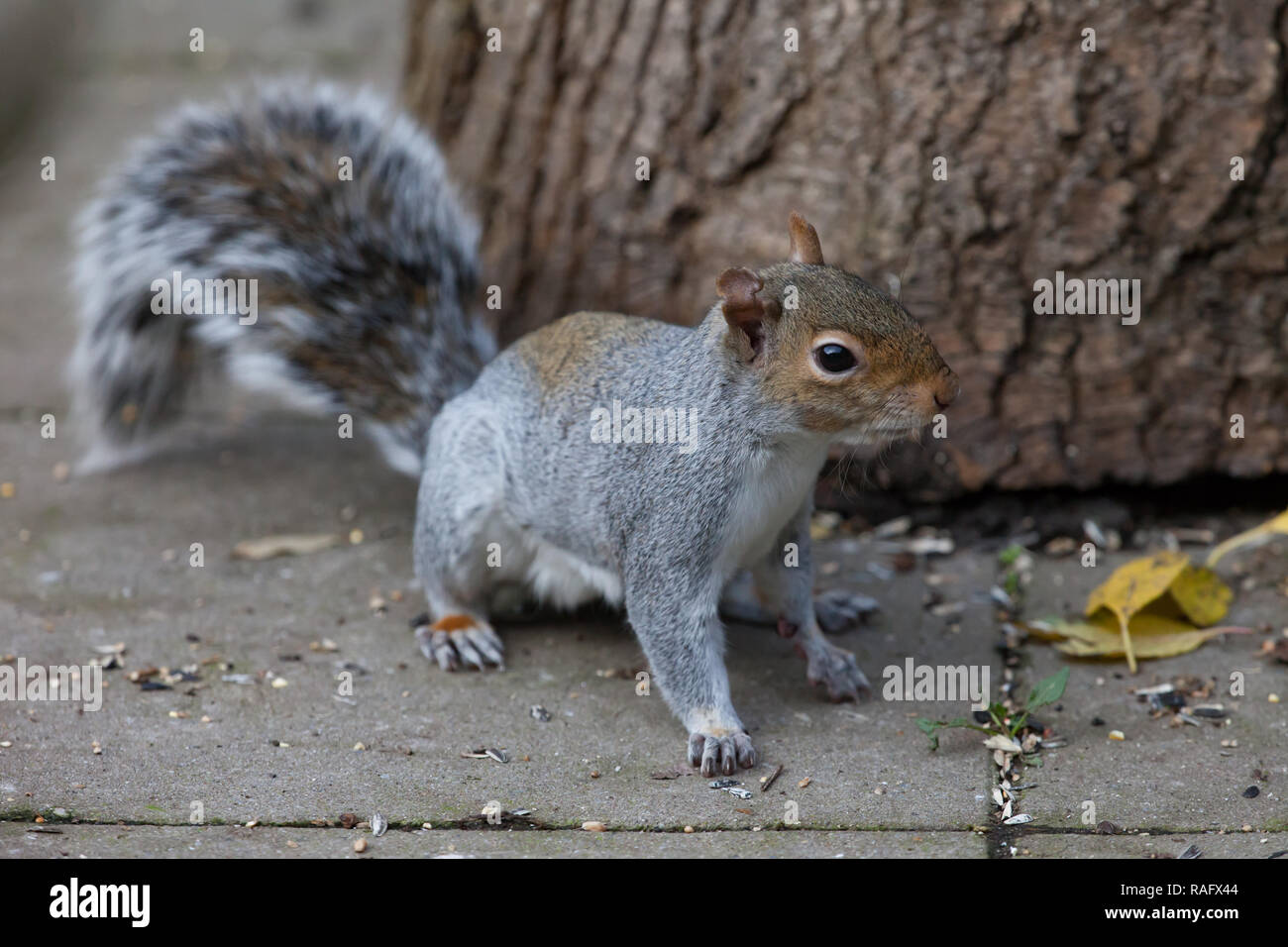 Grey Squirrel. Sciurus carolinensis. British Isles Stock Photo - Alamy