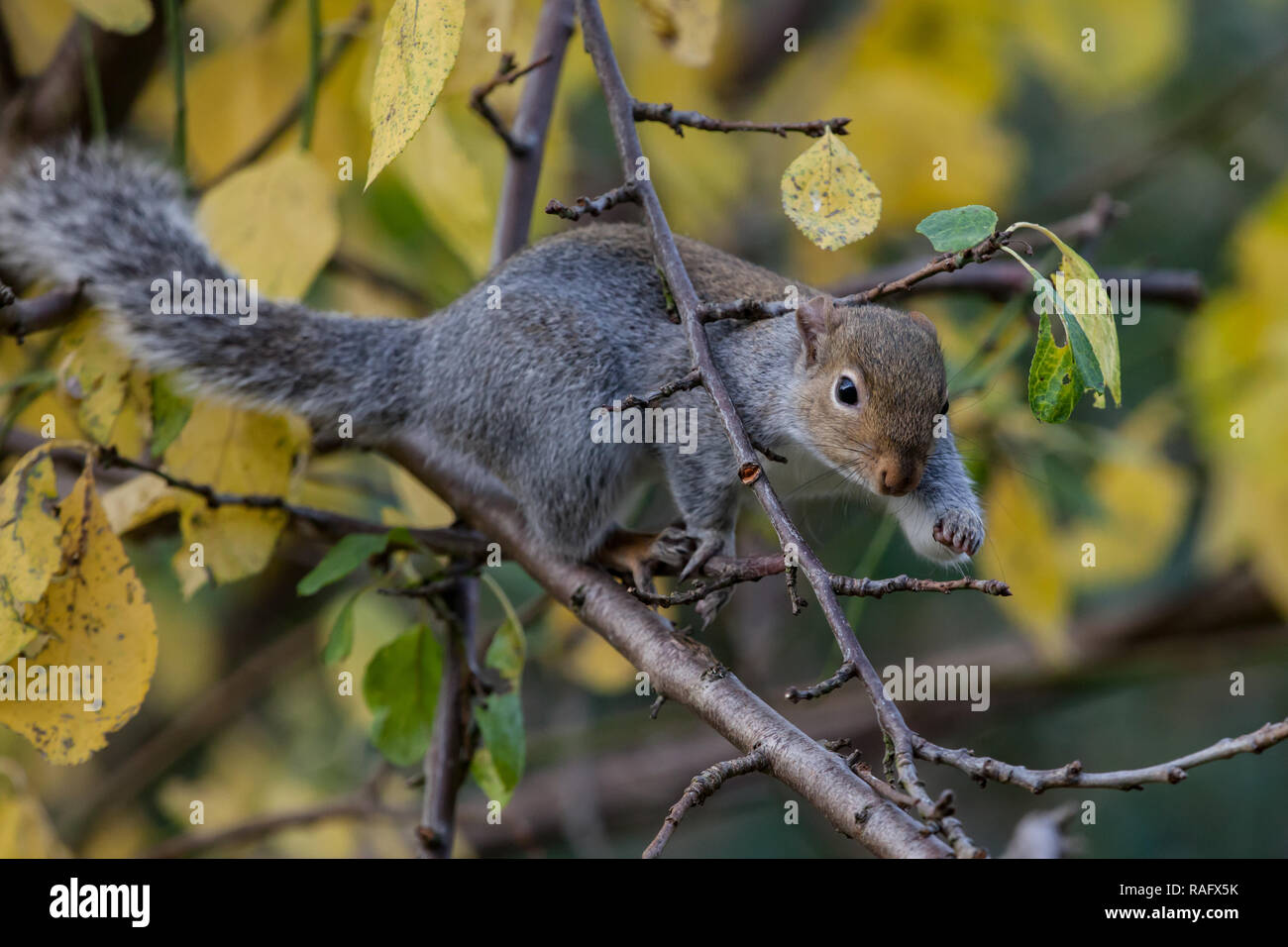 Grey Squirrel. Sciurus carolinensis. British Isles Stock Photo - Alamy