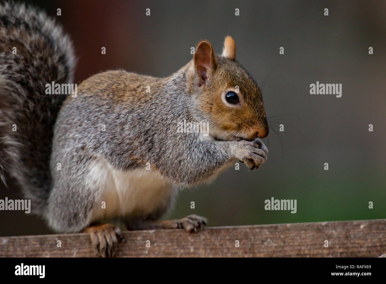 Grey Squirrel. Sciurus carolinensis. Single adult feeding on bird table ...