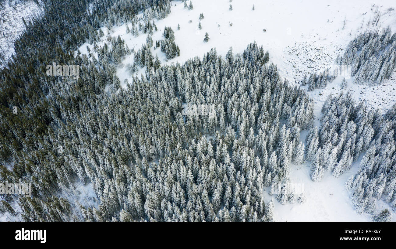 Aerial view of the forest at winter. The trees are covered with snow ...