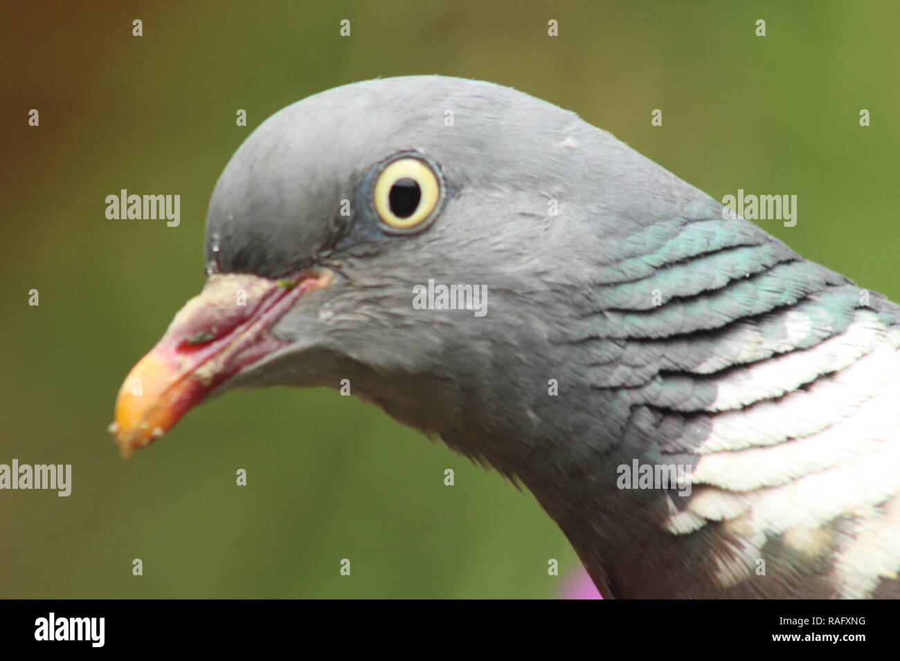 Pigeon flying close hi-res stock photography and images - Alamy