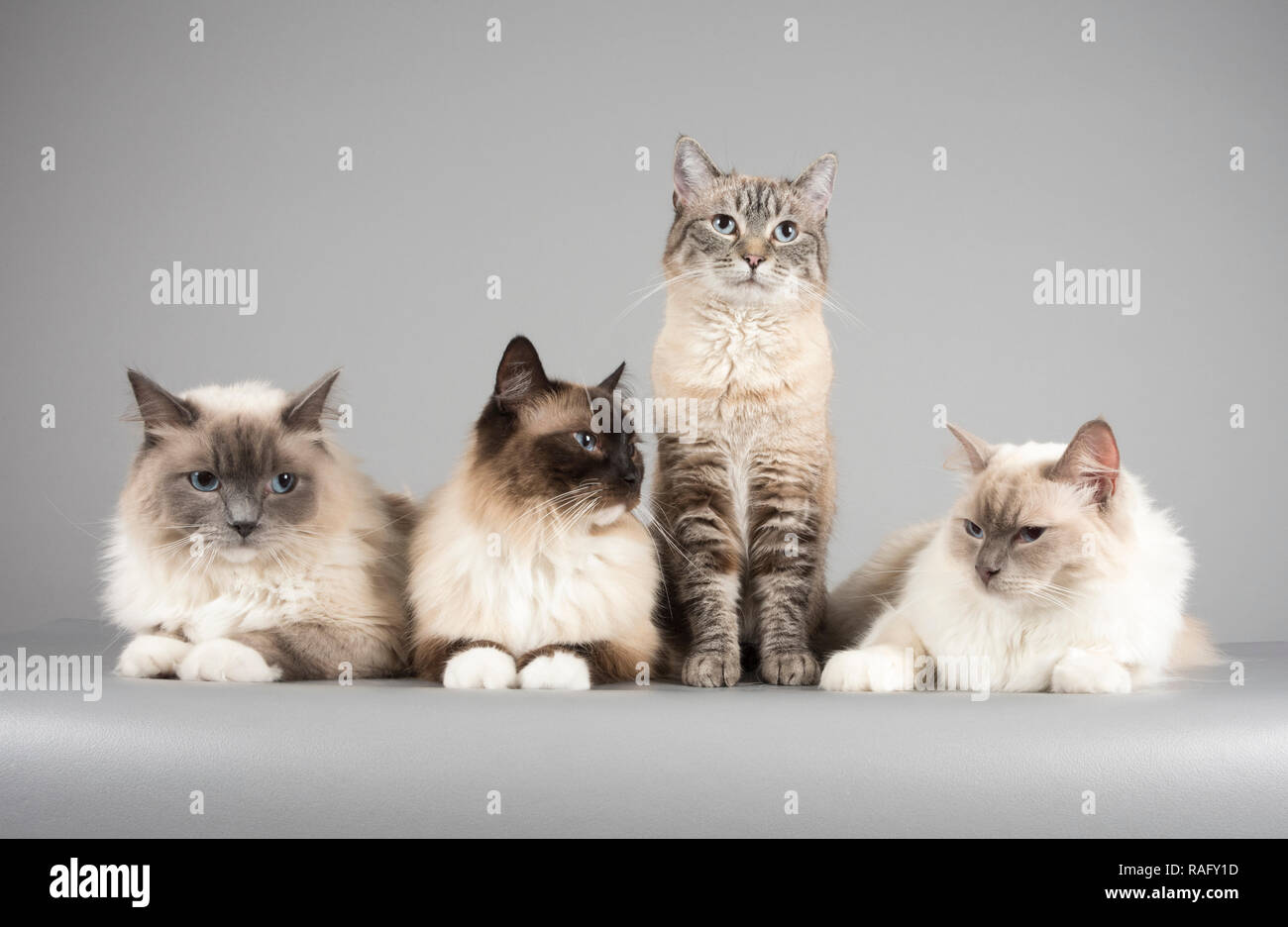 Domestic cats in the UK Stock Photo - Alamy