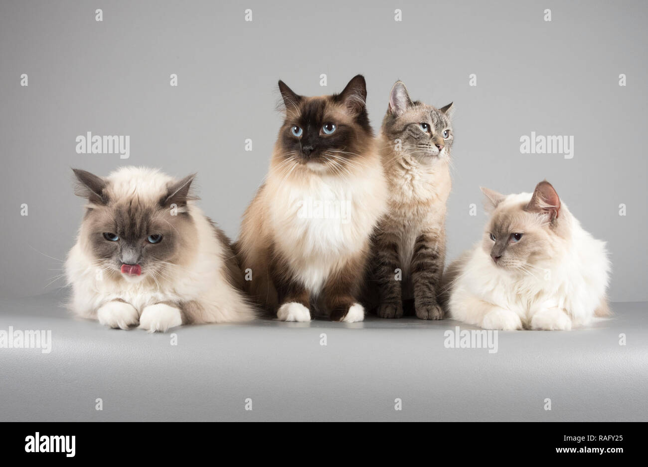 Close up photos of cats hi-res stock photography and images - Alamy