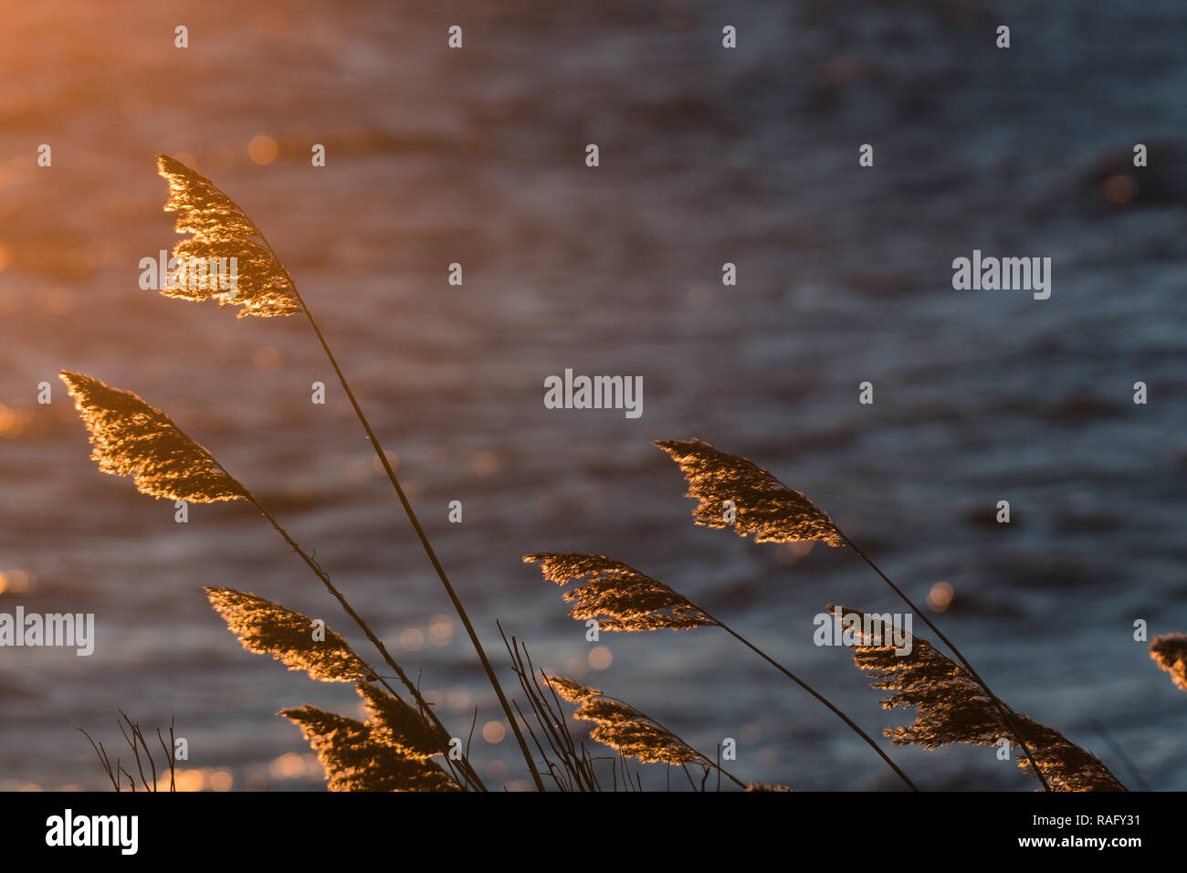 Dry fluffy reeds flowers by sunset Stock Photo - Alamy