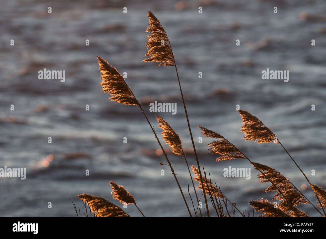 Golden dry reed flowers with water background Stock Photo - Alamy