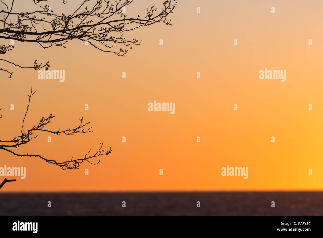 Tree branches by sunset with a lot of copy space Stock Photo - Alamy
