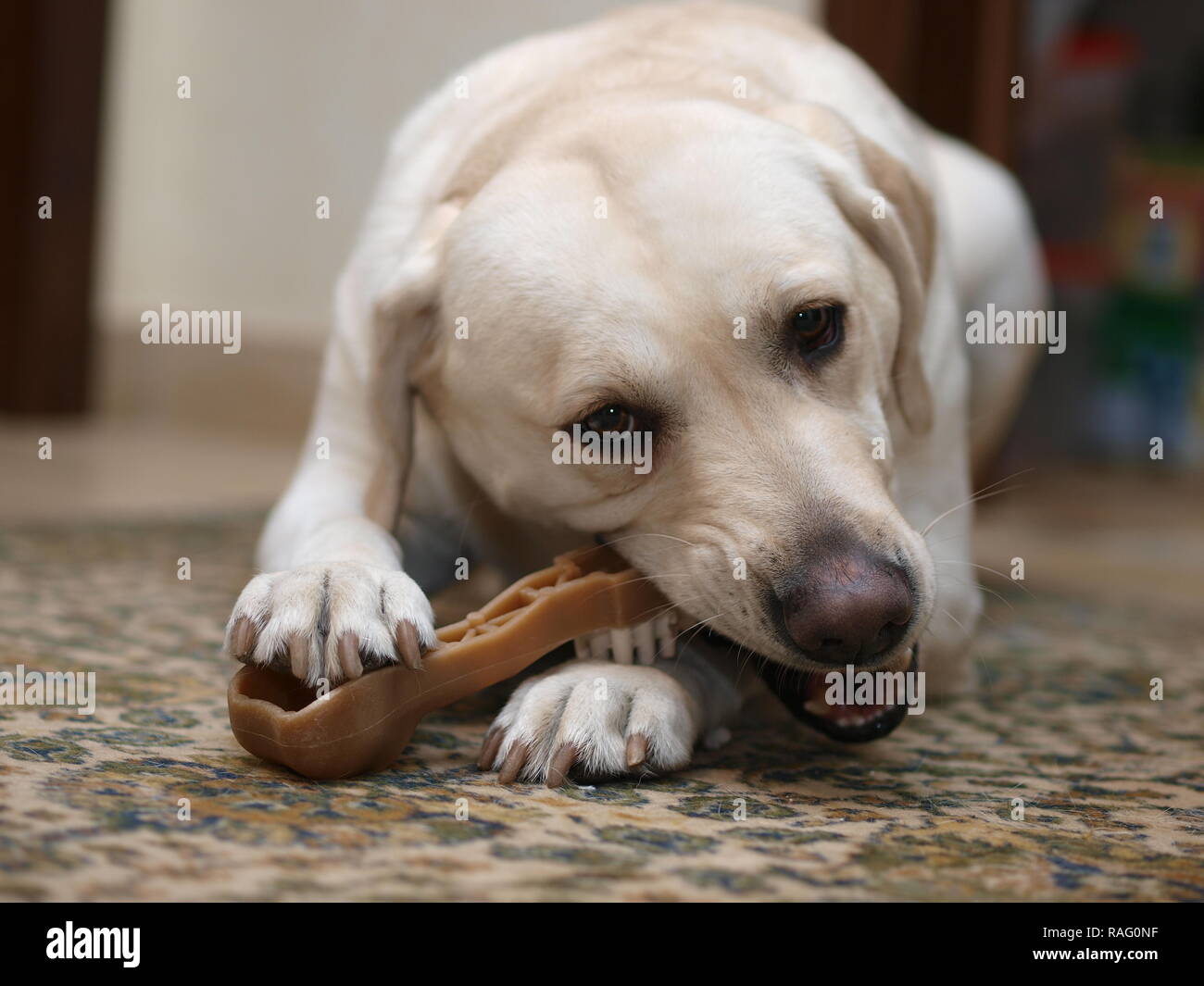Dog eating bone Stock Photo - Alamy