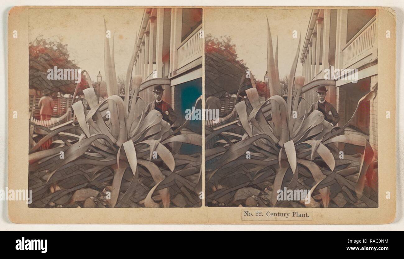 Century Plant, Charles Harrison Colby (American, 1850 - 1895), about ...