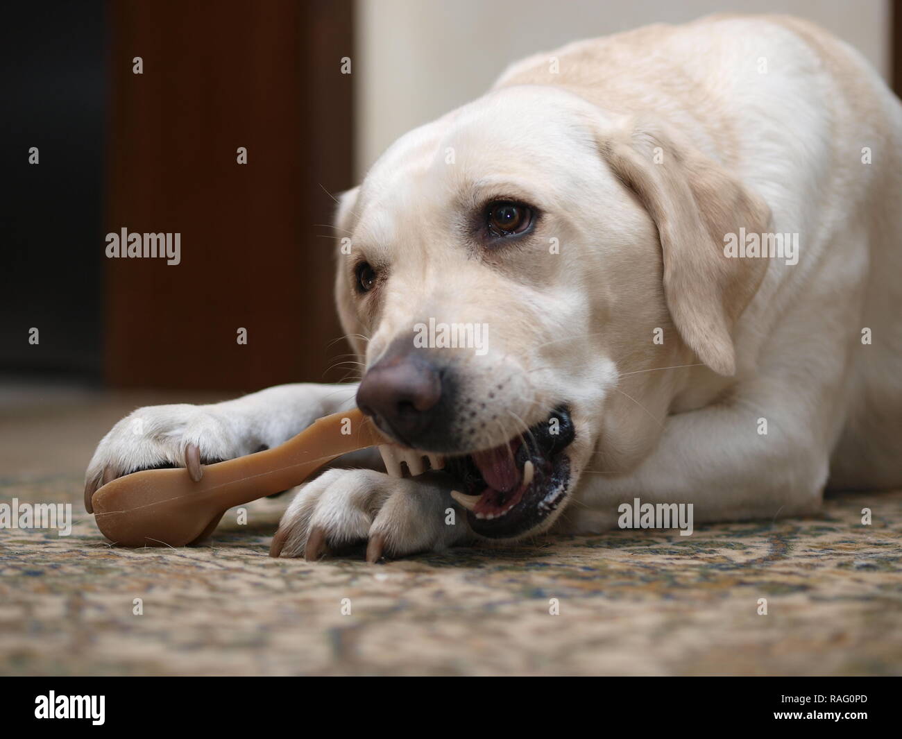 Dog eating bone hi-res stock photography and images - Alamy
