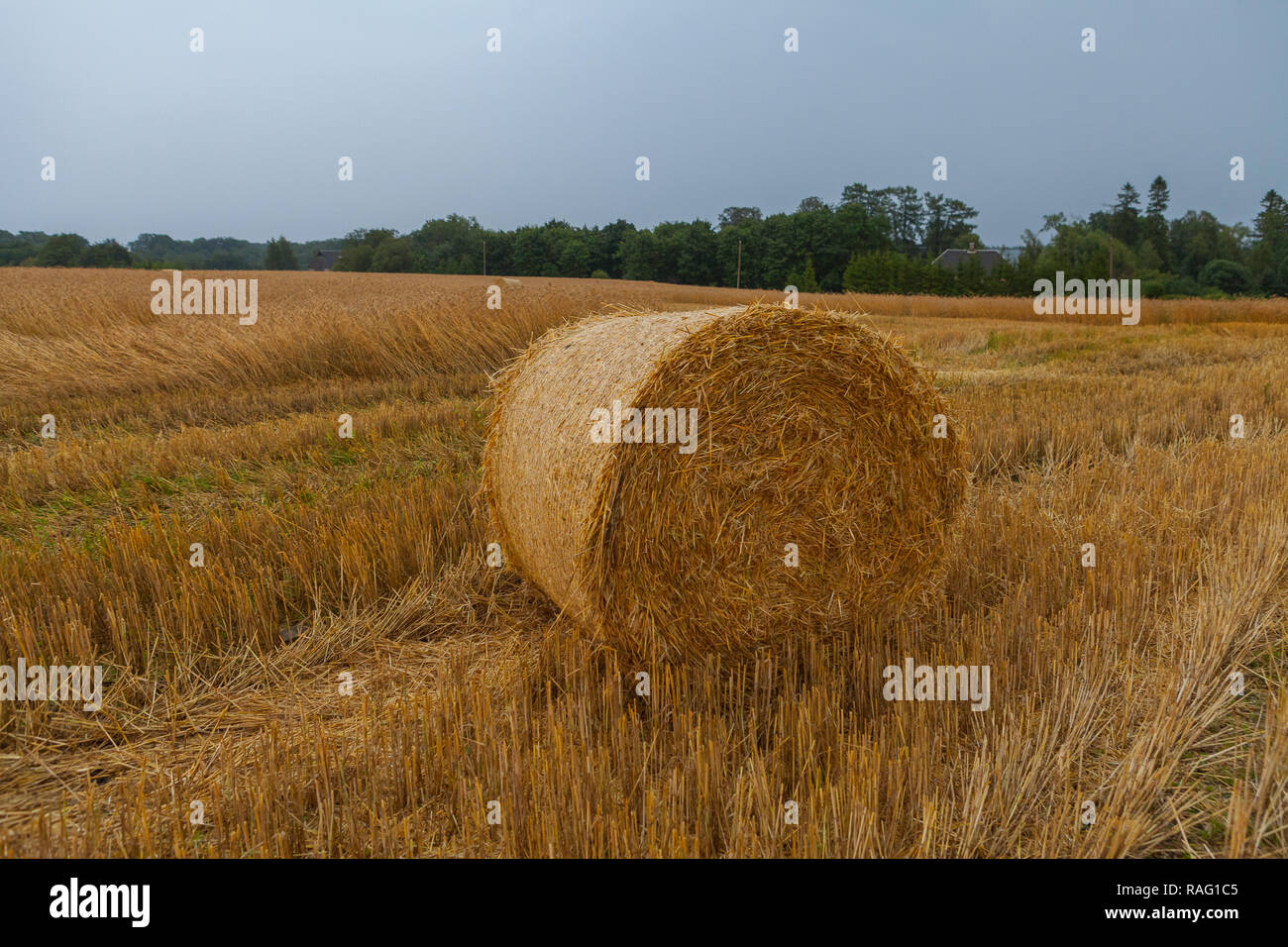 Hay stacks (sheafs) in a summer field Stock Photo - Alamy