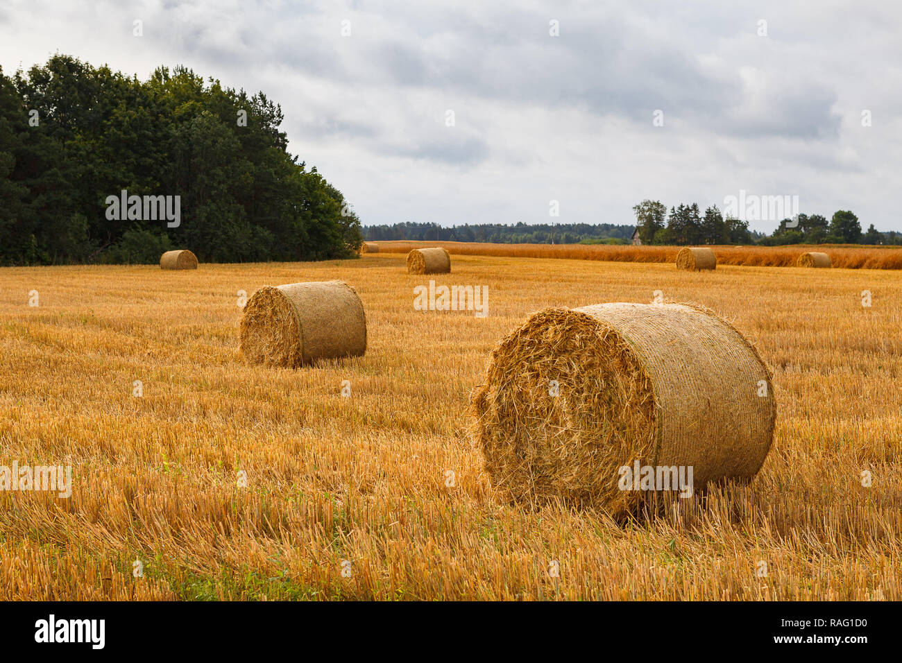 Hay stacks (sheafs) in a summer field Stock Photo - Alamy