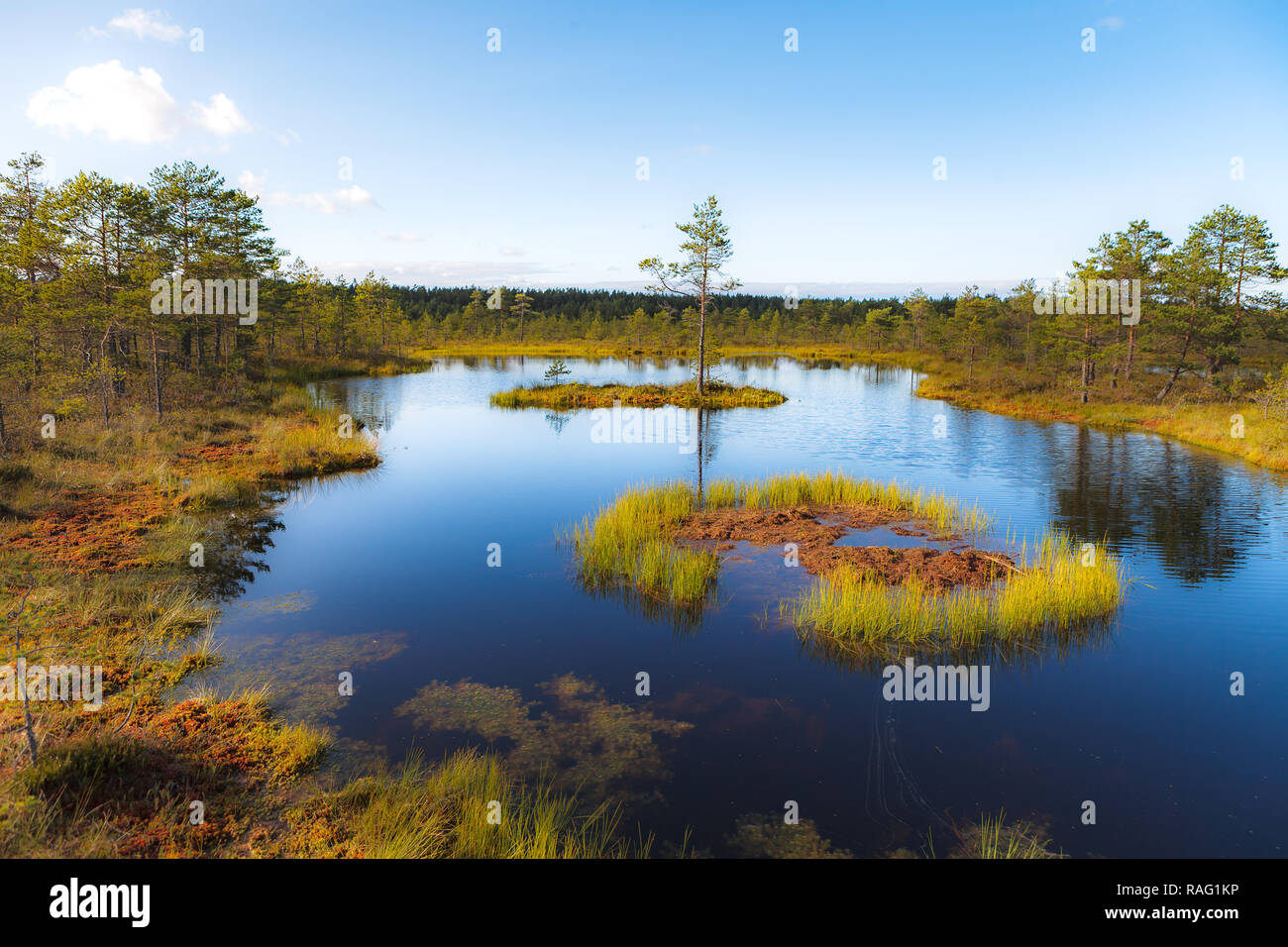 Viru raba is famous Estonian swampland and nature park with wooden ...