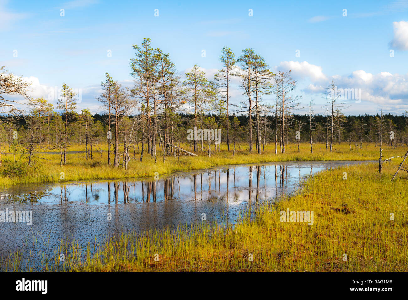 Viru raba is famous Estonian swampland and nature park with wooden ...