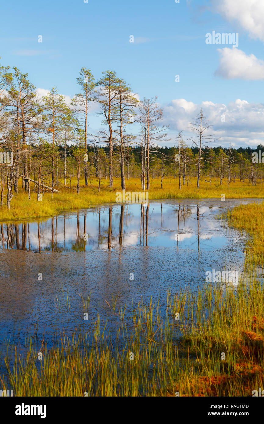 Viru raba is famous Estonian swampland and nature park with wooden ...