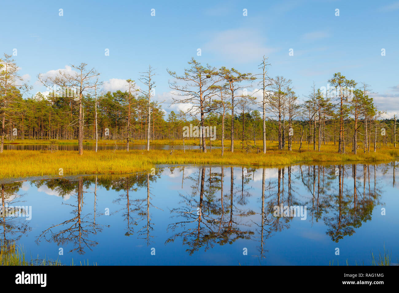 Viru raba is famous Estonian swampland and nature park with wooden ...