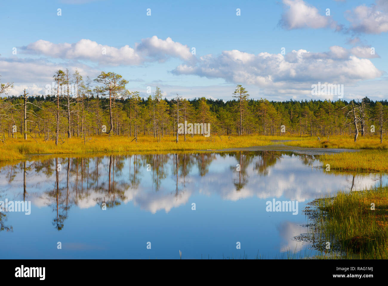 Viru raba is famous Estonian swampland and nature park with wooden ...