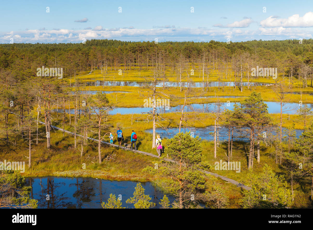 Viru raba is famous Estonian swampland and nature park with wooden ...