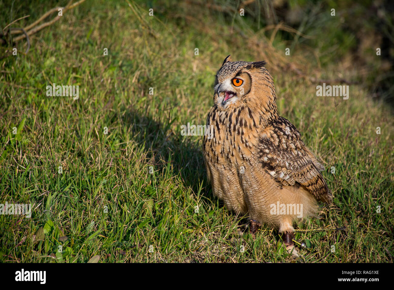 Buho hi-res stock photography and images - Alamy