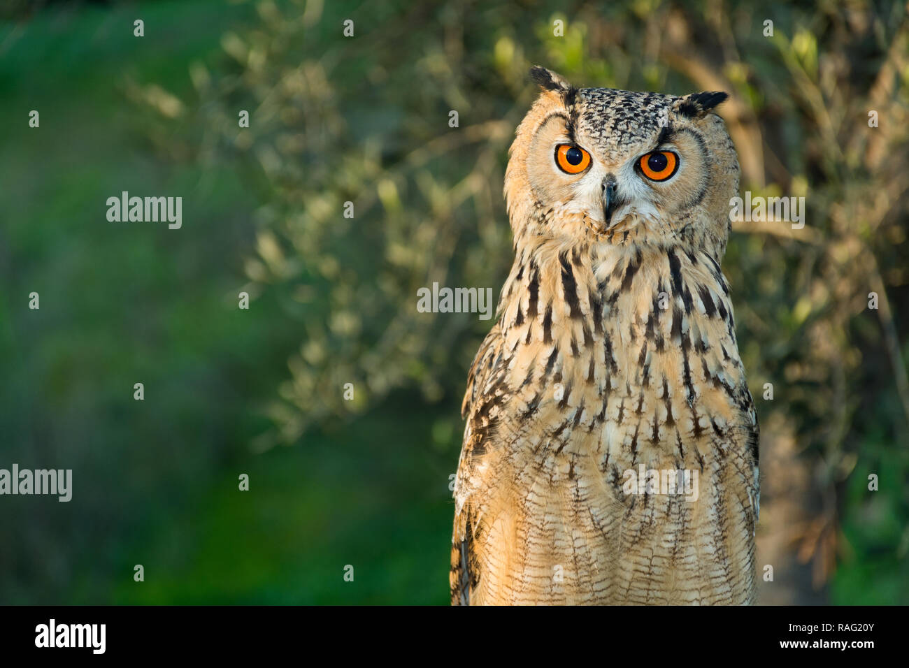 Bengala hi-res stock photography and images - Alamy