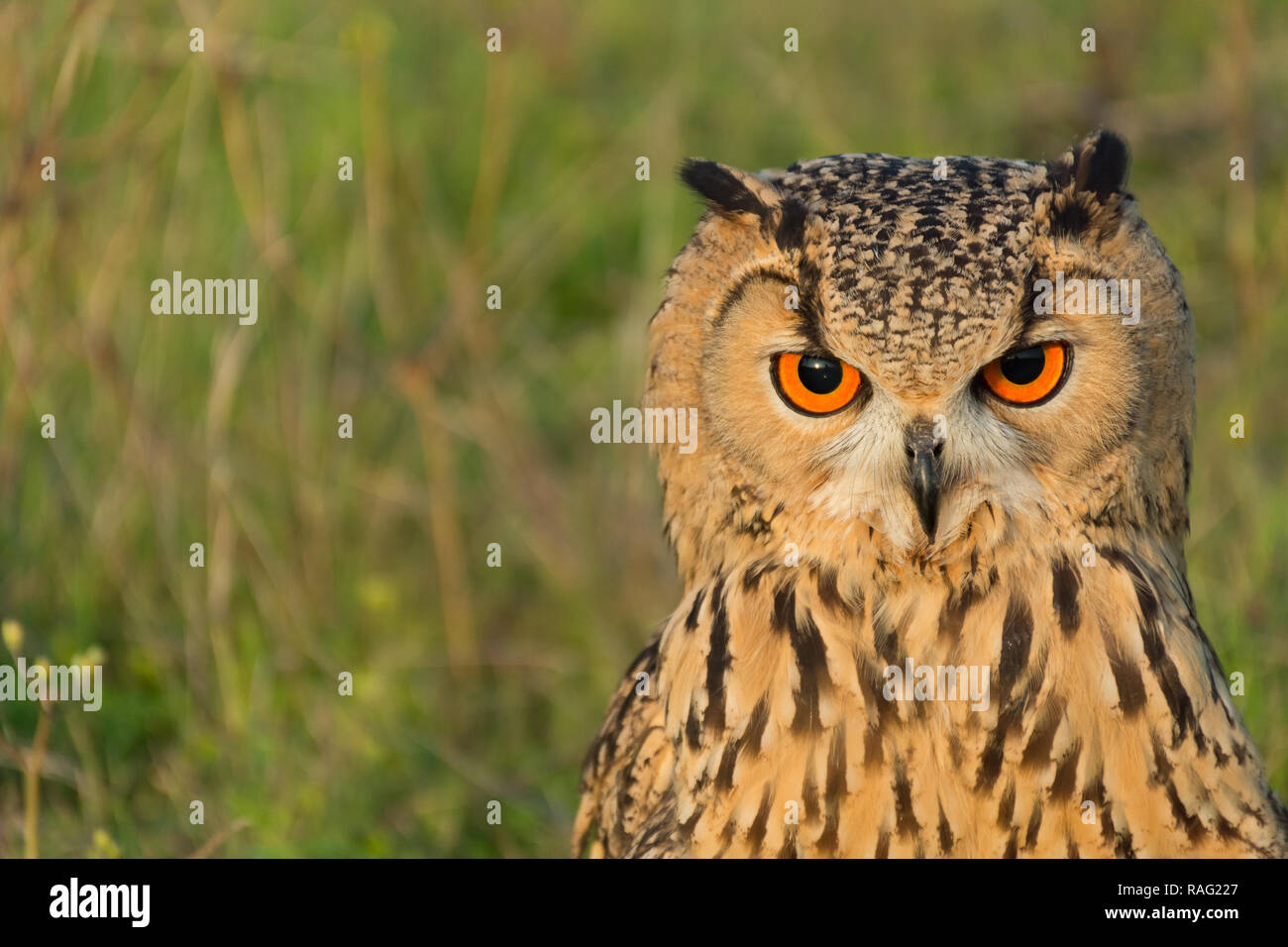 Bengala bengala hi-res stock photography and images - Alamy