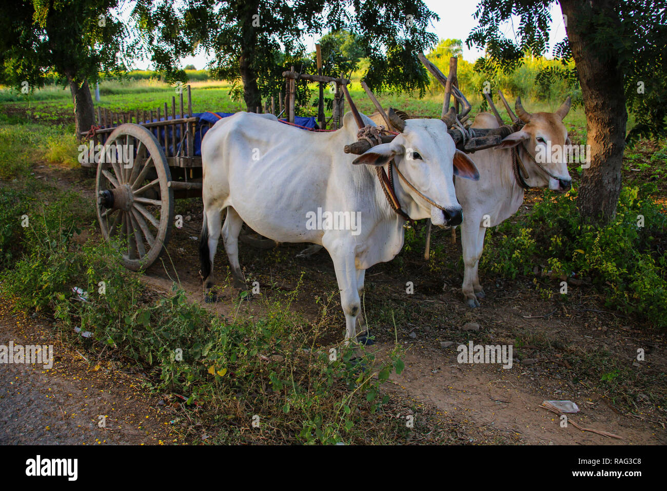 Buffalo pulling cart hi-res stock photography and images - Alamy
