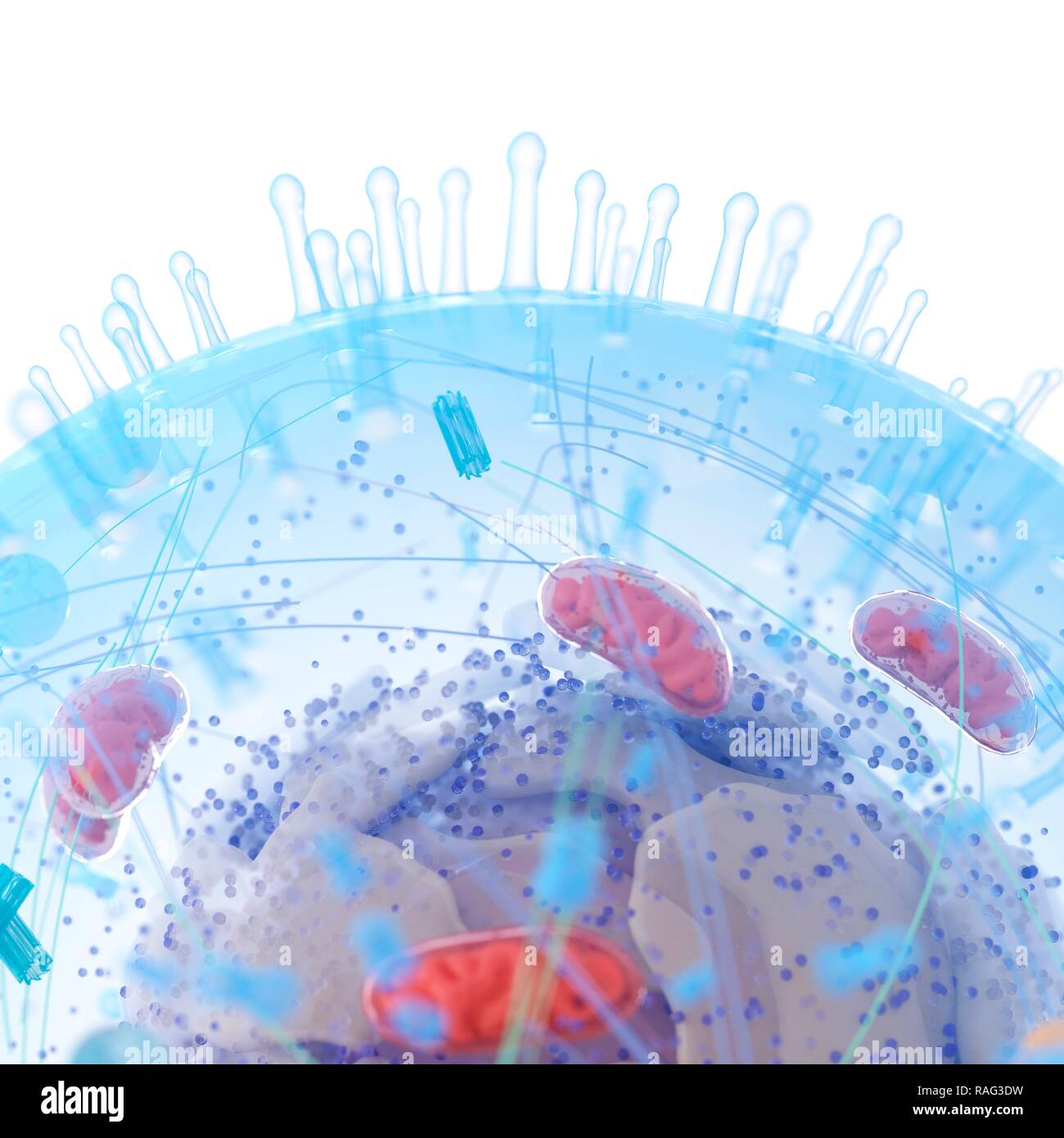 Illustration of a human cell Stock Photo - Alamy