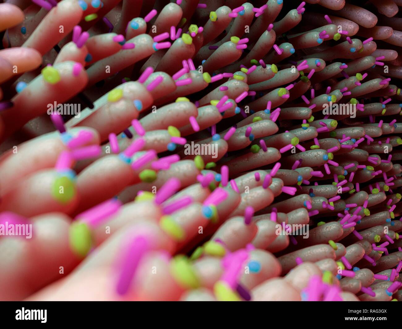 Illustration of bacteria in the intestine Stock Photo - Alamy
