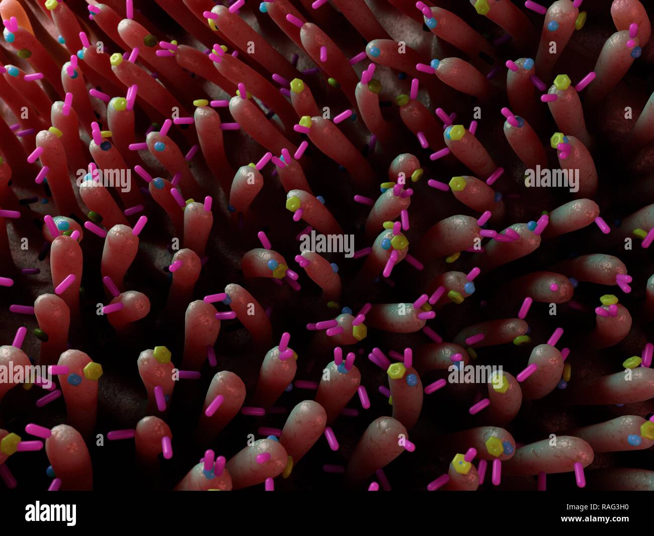 Illustration of bacteria in the intestine Stock Photo - Alamy