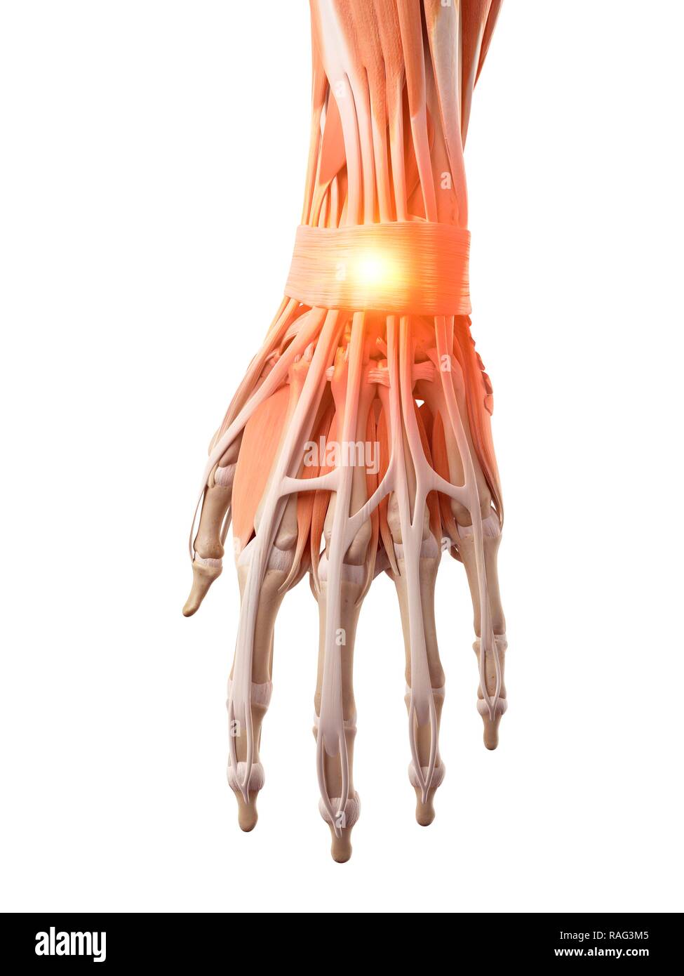 Wrist muscle bone hi-res stock photography and images - Alamy