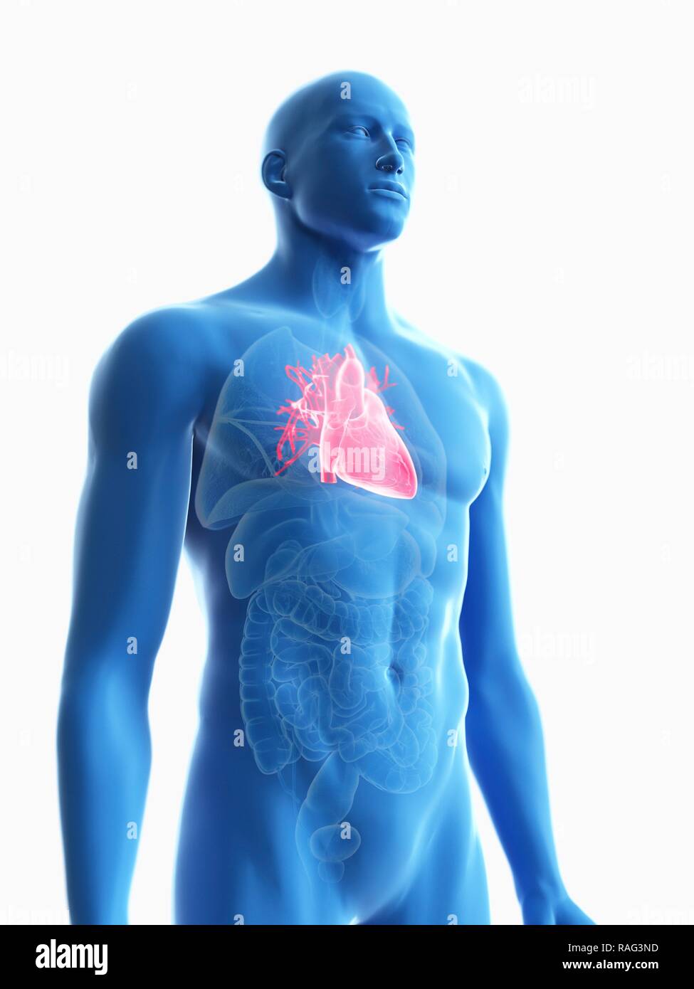 Illustration of a man's heart Stock Photo - Alamy