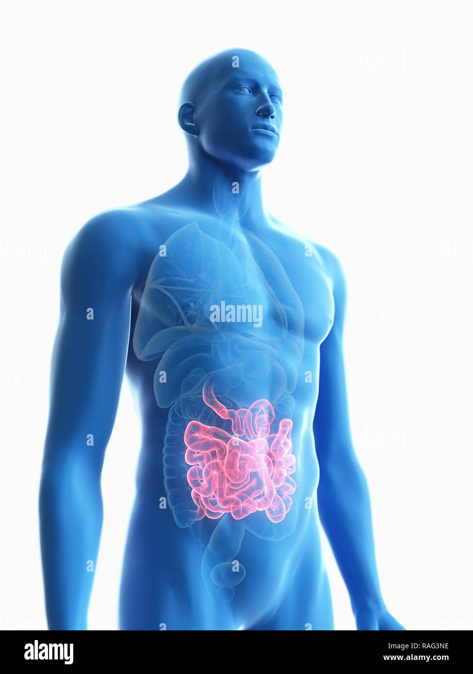 Illustration of a man's small intestine Stock Photo - Alamy