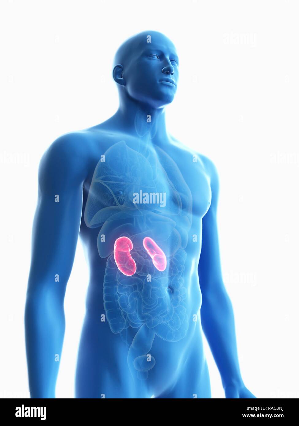 Illustration of a man's kidney Stock Photo - Alamy