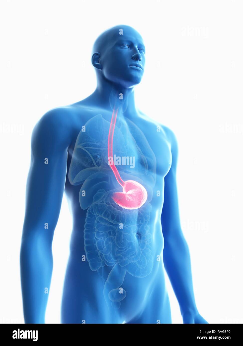 Illustration of a man's stomach Stock Photo - Alamy