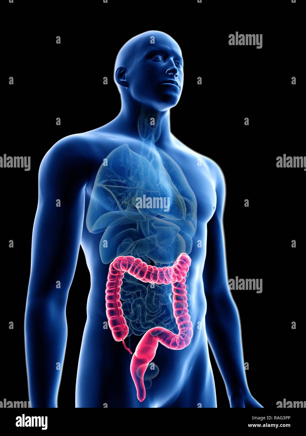 Illustration of a man's colon Stock Photo - Alamy