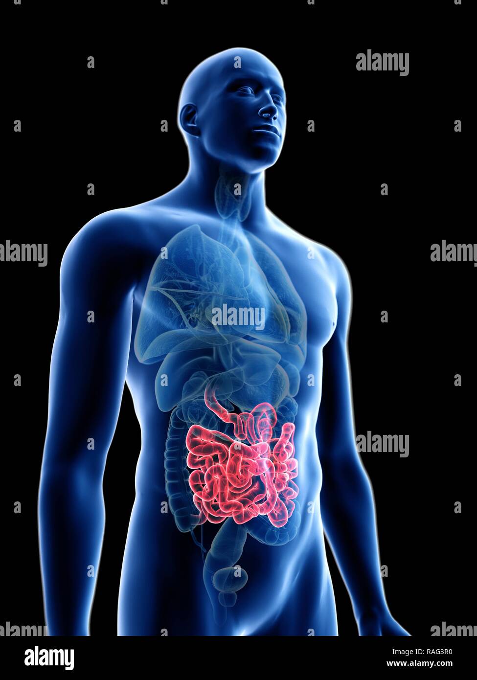 Illustration of a man's small intestine Stock Photo - Alamy