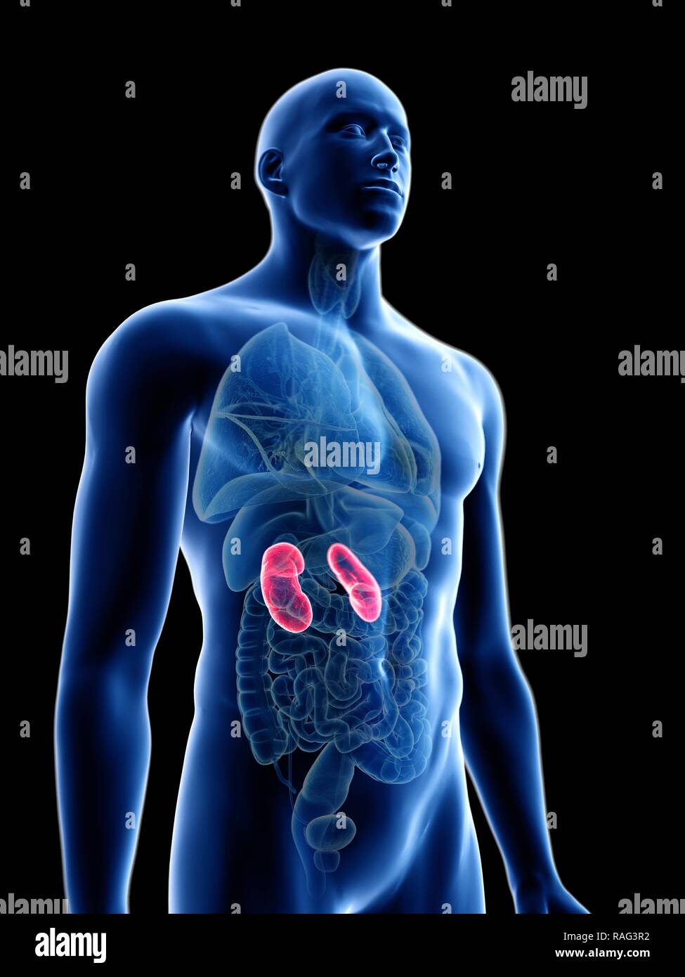 Illustration of a man's kidneys Stock Photo - Alamy