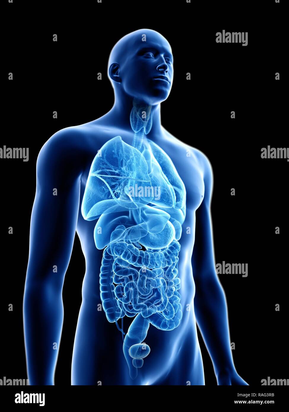 Illustration of a man's internal organs Stock Photo - Alamy