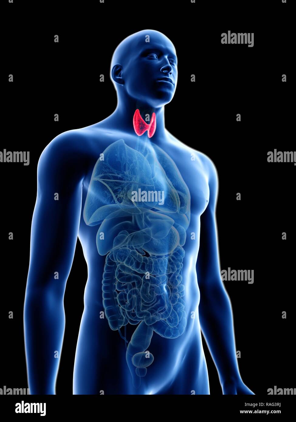 Illustration of a man's thyroid gland Stock Photo - Alamy