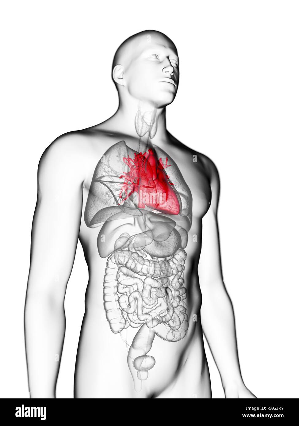 Illustration of a man's heart Stock Photo - Alamy