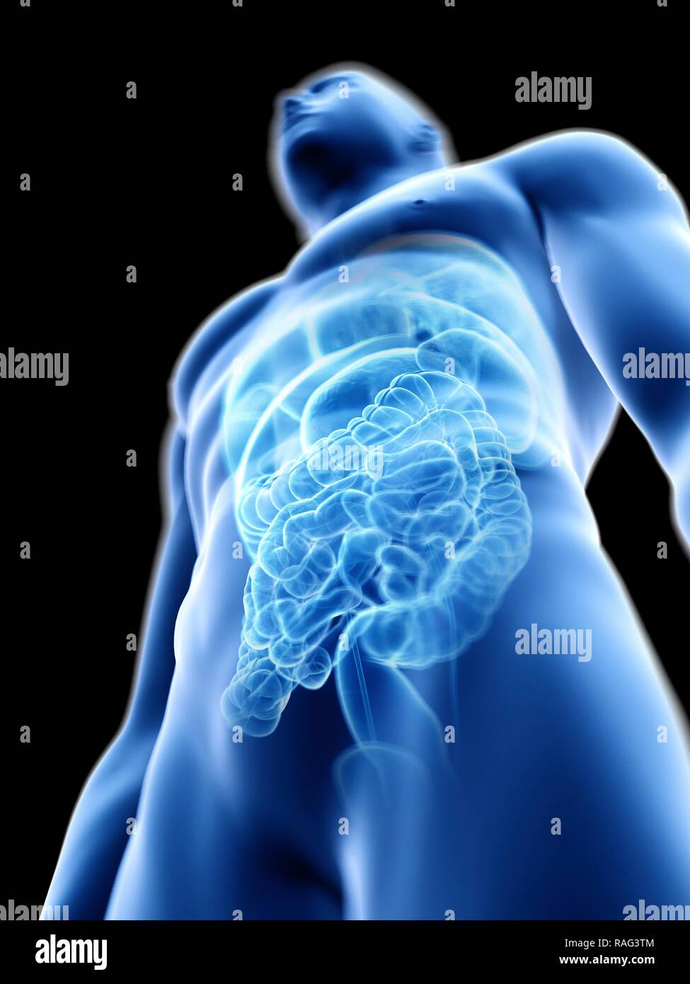 Illustration of a man's internal organs Stock Photo - Alamy